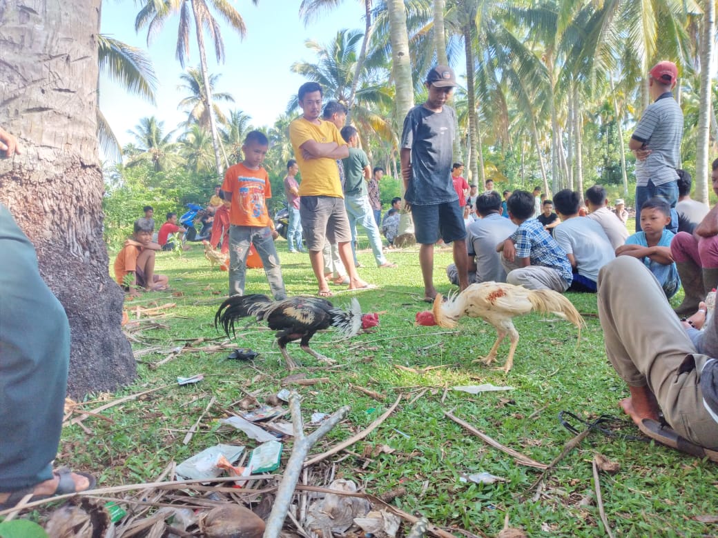 Sabung Ayam: Tradisi pada Puasa Pertama Ramadan | Yori Leo Saputra ...